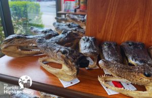 39 Best Souvenirs From Florida You MUST BUY from Your Trip! - Florida ...
