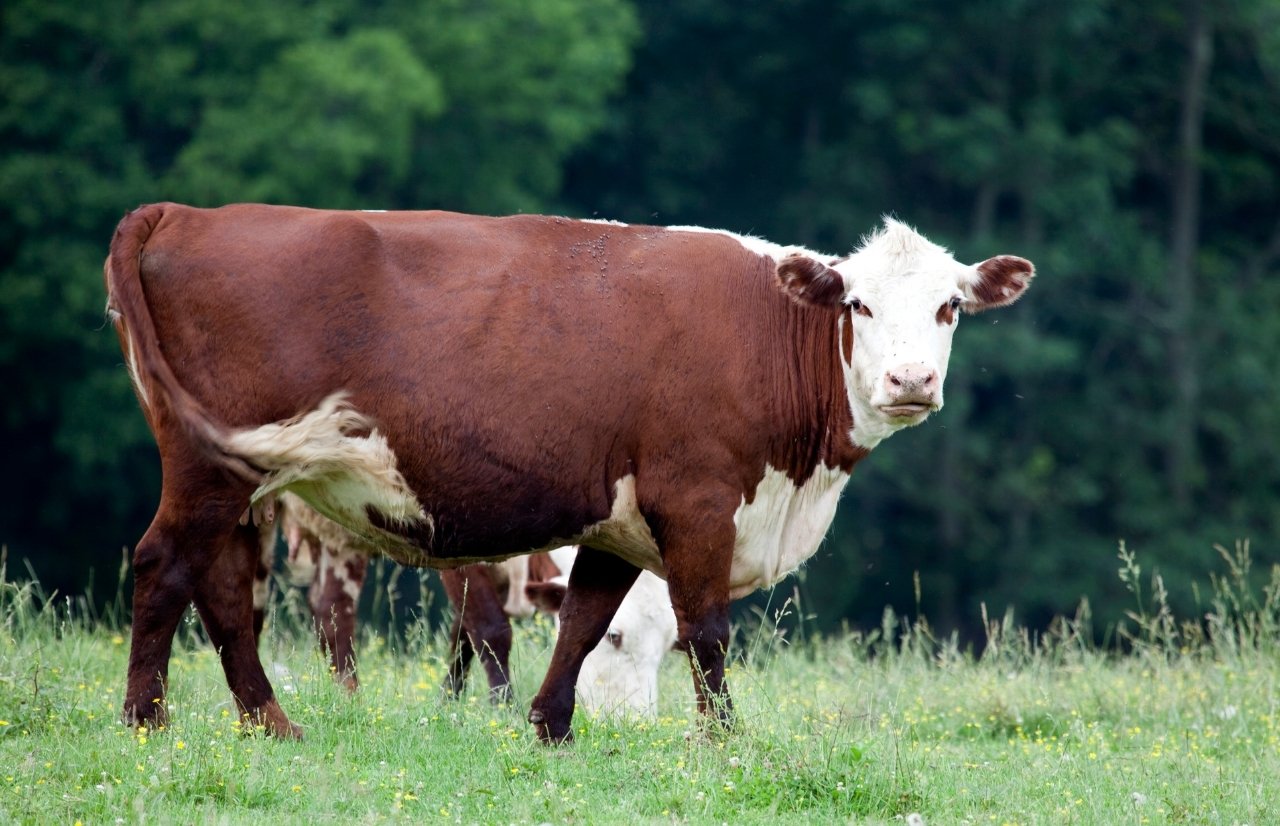 Top 10 Farms in Orlando You MUST Visit in 2026! - Florida Hipster