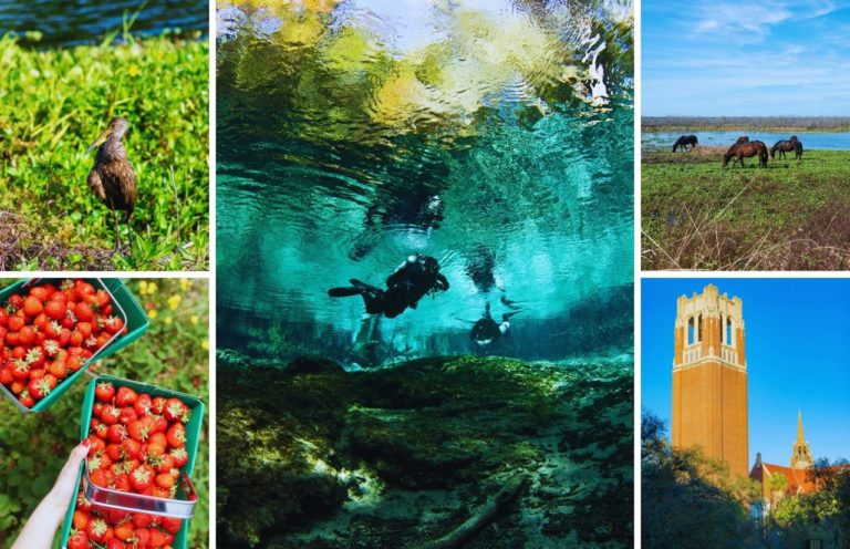 50 Fun and Unique Things to Do in Gainesville TODAY - Florida Hipster