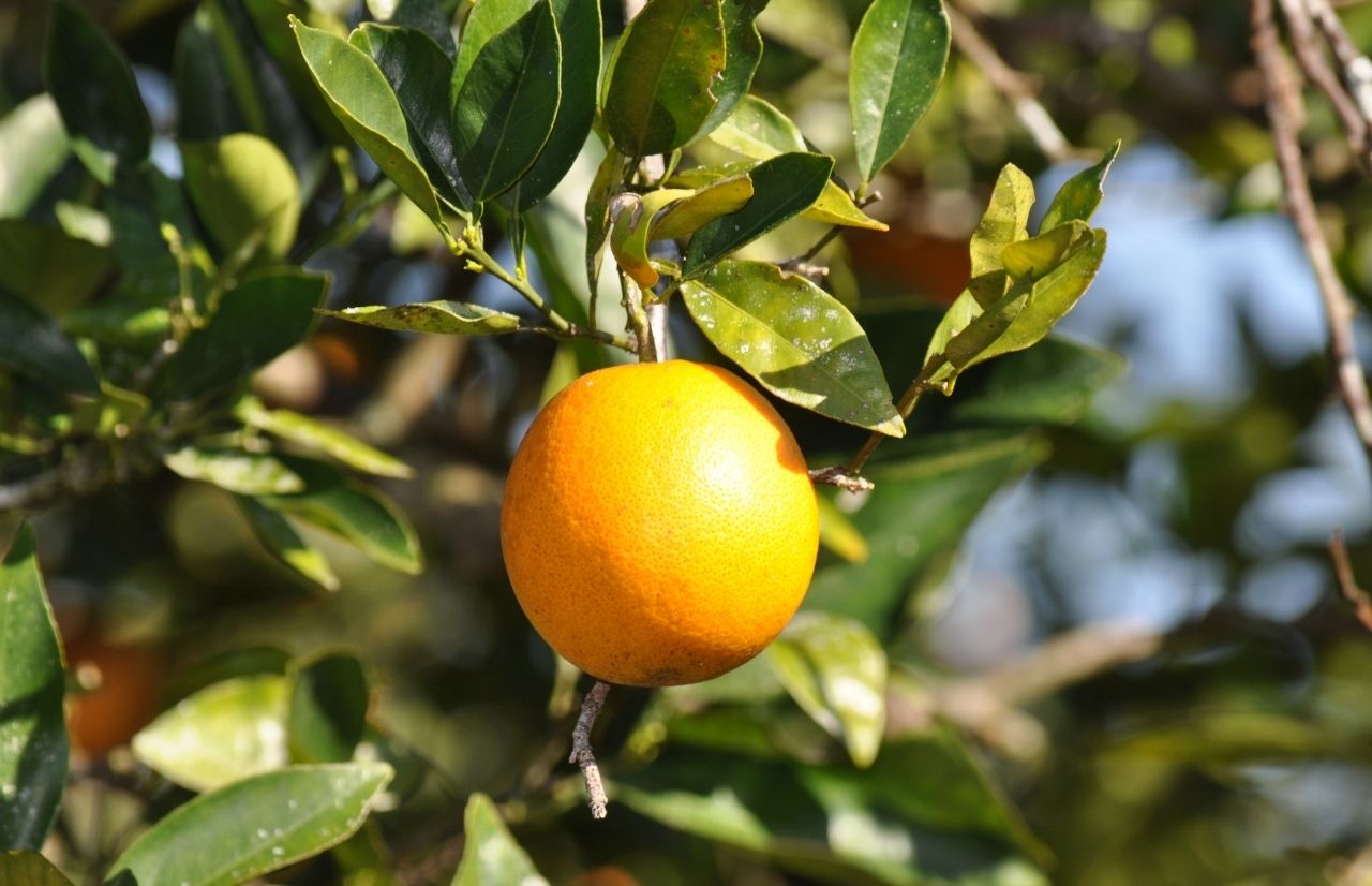 Orange Picking in Orlando: 5 Best Orange Groves You MUST Visit in 2023 ...