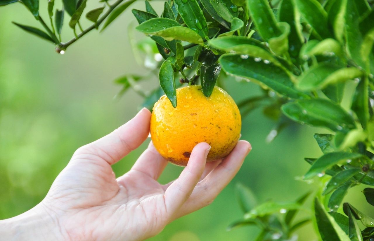 Orange Picking in Orlando: 5 Best Orange Groves You MUST Visit in 2026 ...