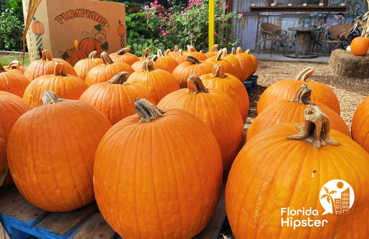 Top 7 Best Pumpkin Patches in Florida You Can’t Miss (2025) - Florida ...