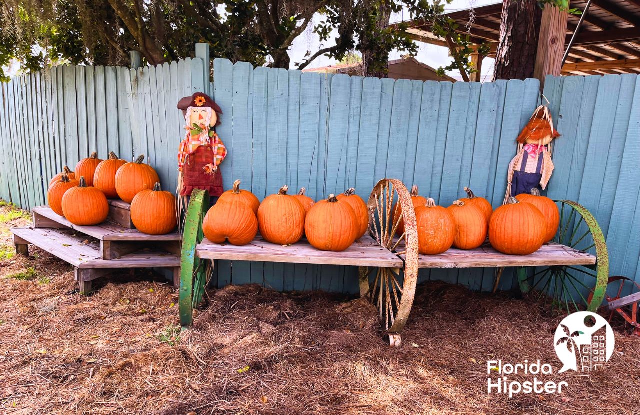 Top 7 Best Pumpkin Patches in Florida You Can’t Miss (2025) - Florida ...