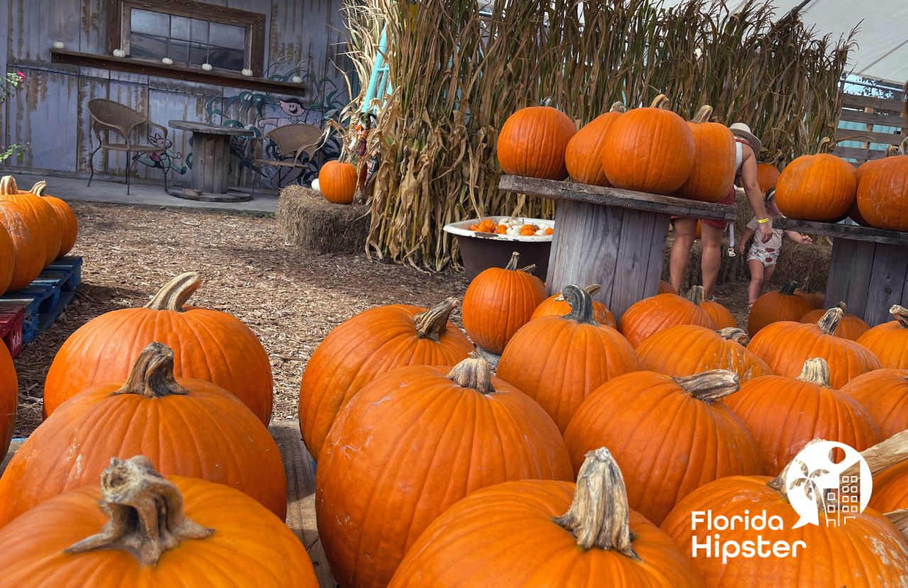 Top 7 Best Pumpkin Patches in Florida You Can’t Miss (2025) - Florida ...
