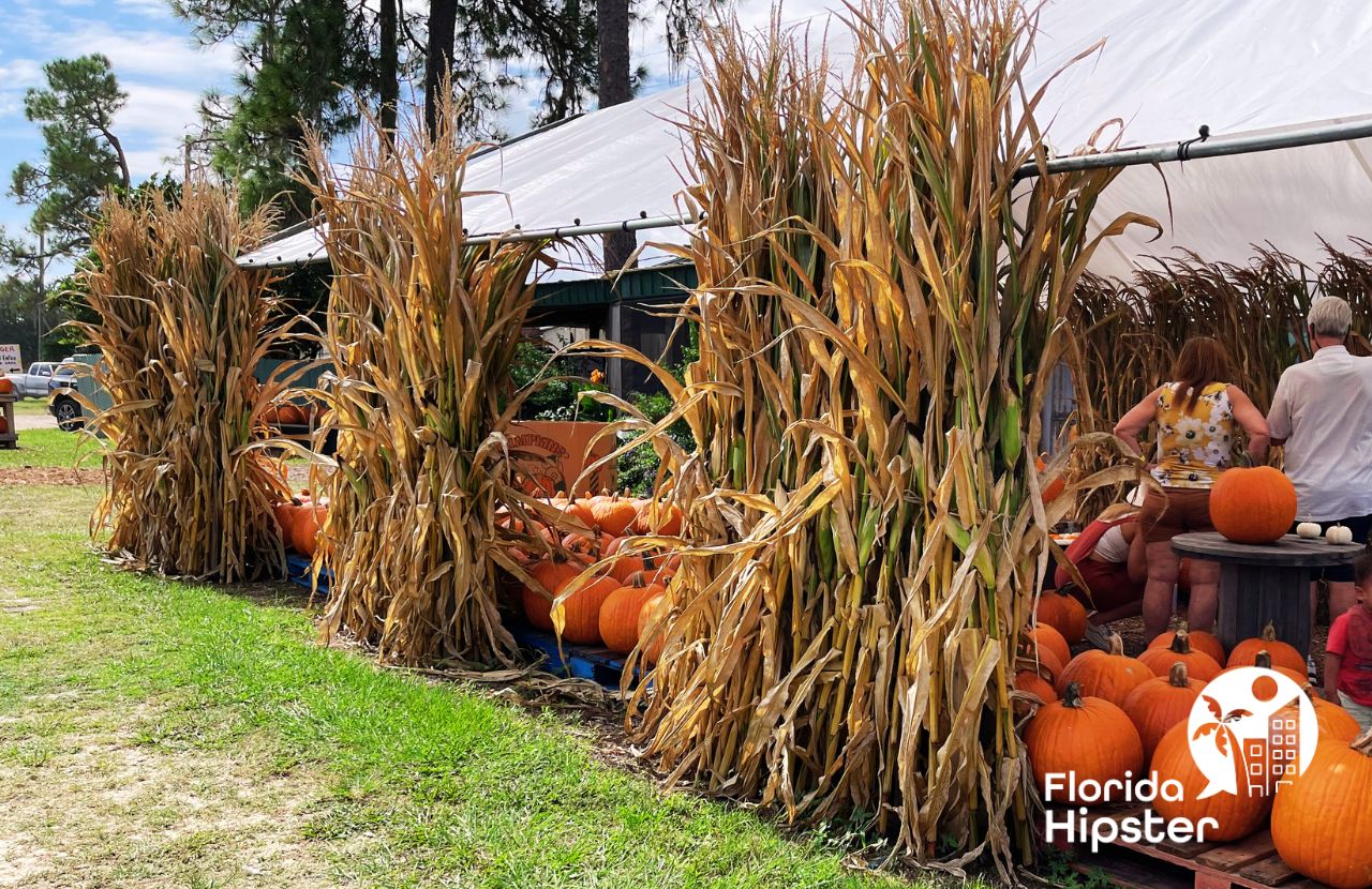 Top 7 Best Pumpkin Patches in Florida You Can’t Miss (2025) - Florida ...